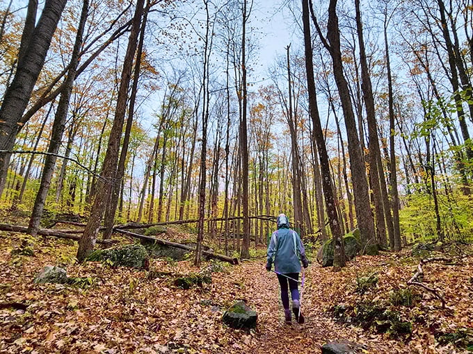 Autumn's golden carpet leads the way. Who needs a yellow brick road when you've got this?
