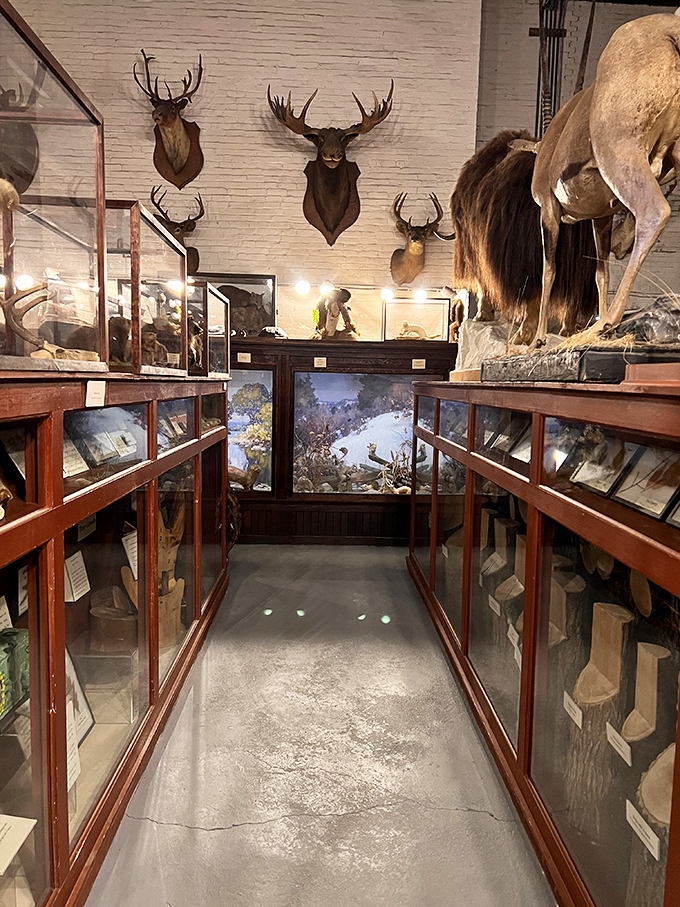 Welcome to the taxidermy runway! These antlered models are strutting their stuff for eternity. Talk about a long-lasting fashion statement!