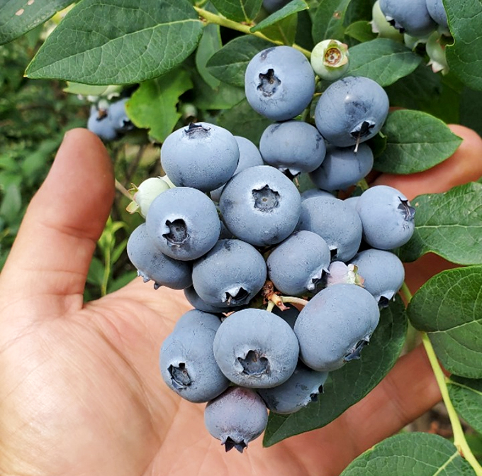 Blueberries so plump and perfect, they look like they've been working out at the fruit gym. Nature's candy, right in the palm of your hand.