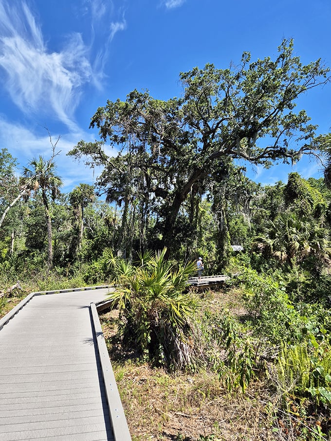 Jurassic Park, Florida edition: Wander through this prehistoric-looking landscape. Just don't expect any velociraptors... we hope.