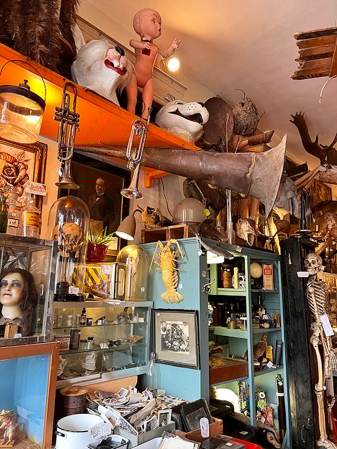 From doll parts to animal parts, this display is a symphony of the strange. It's like your grandmother's attic went on a wild adventure.