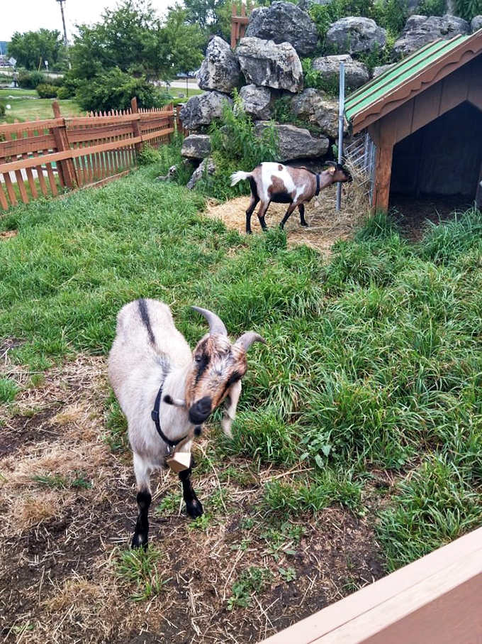 Meet the real G.O.A.T.s of Swissland! These adorable groundskeepers give new meaning to "playing through the rough."