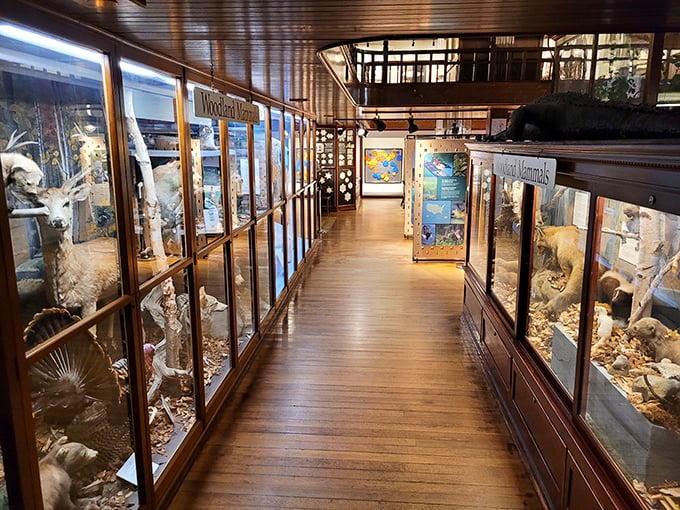 Step into nature's own hall of fame! This wooden walkway leads you through a menagerie of creatures, each with a story to tell.