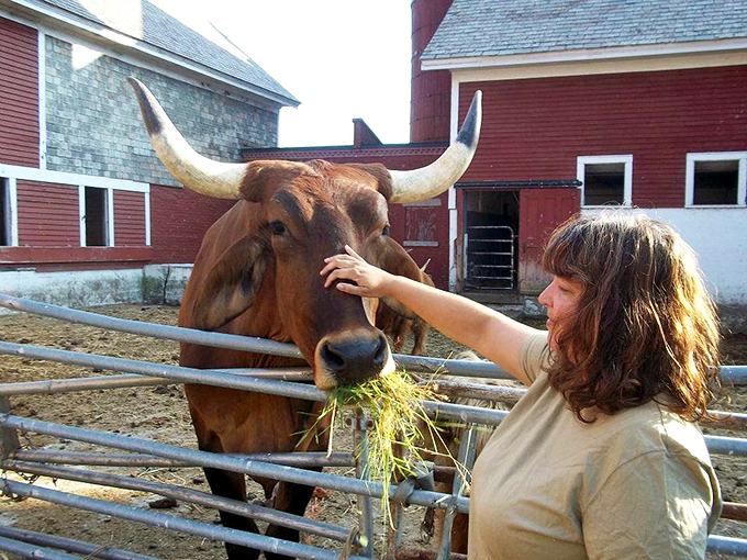"Hay there, handsome!" This gentle giant's got horns that'd make a Cadillac jealous and a heart as big as the Green Mountains.