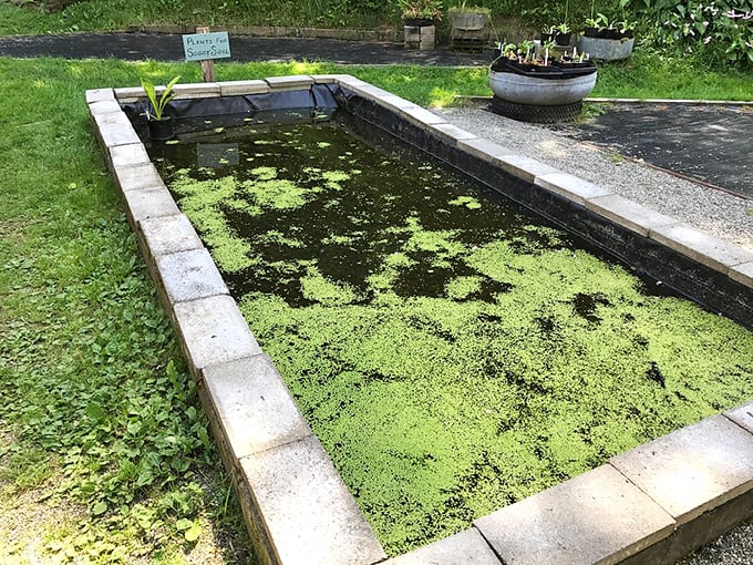 Forget the fountain of youth &ndash; this pond's got the secret to serenity. It's so peaceful, even the algae look like they're meditating.