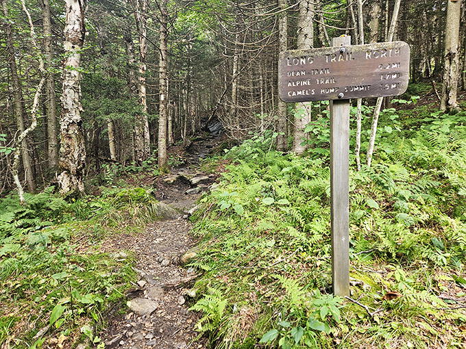 Choose your own adventure: This trail sign is like a menu for hikers. Will it be the scenic appetizer or the full-course summit challenge? Either way, your legs are in for a treat.