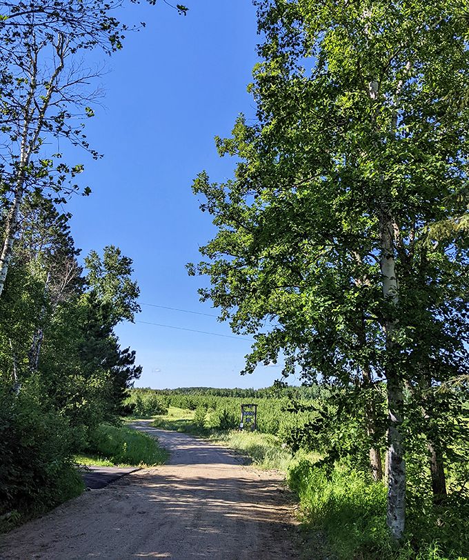 Where's the yellow brick road when you need it? This winding dirt path through sun-dappled woods is the next best thing to Oz.