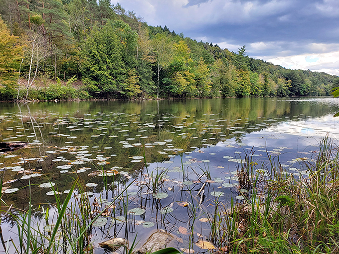Lily pads dot the surface like nature's own connect-the-dots puzzle. Can you spot the frog prince waiting for his kiss?