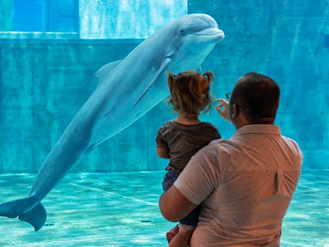 Dolphin meet-and-greet: Where flippers and smiles are always in abundance!