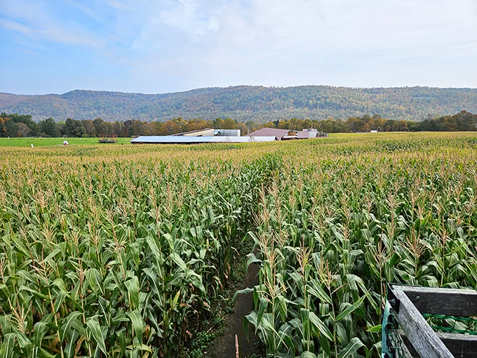 Detour into delightful confusion! This corn maze is the road trip equivalent of taking the scenic route &ndash; on purpose.