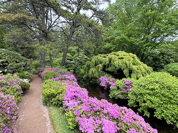 Pink paradise found! When these azaleas bloom, it's like nature's confetti celebration.