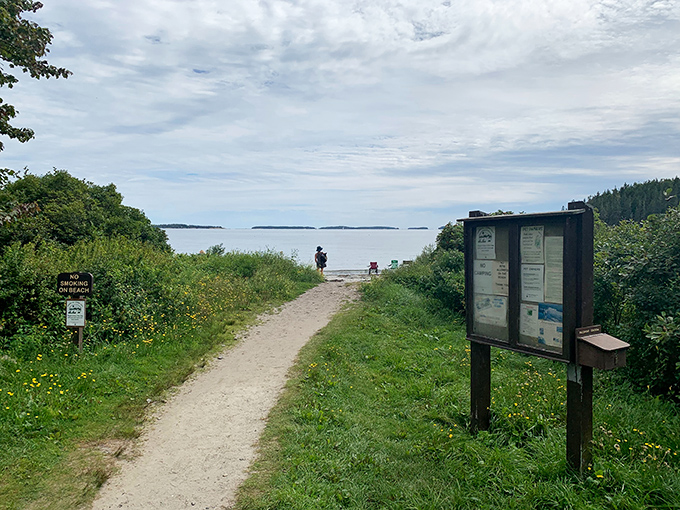 Where the forest meets the sea. Birch Point's rocky shore and lush greenery create a perfect Maine moment.