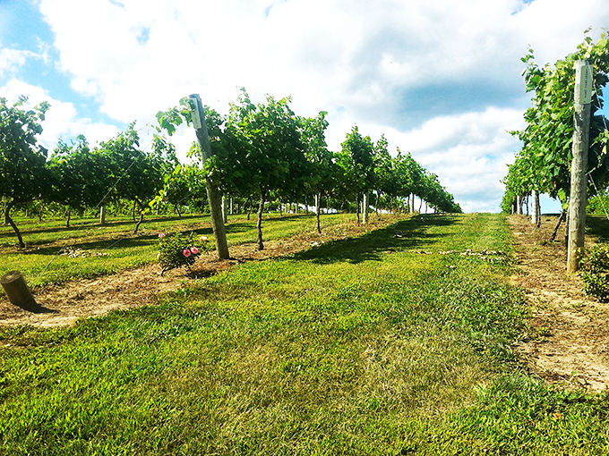 Who needs a red carpet when you've got this field? Roll into Cannon Falls for a star-studded tasting experience.
