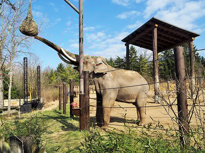 "Elephant's buffet! This gentle giant's reaching for a snack like me at a midnight fridge raid. Who knew Ohio had its own Dumbo?"