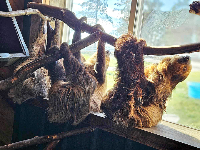 Splash into adventure! These otters know how to make any pit stop a party.