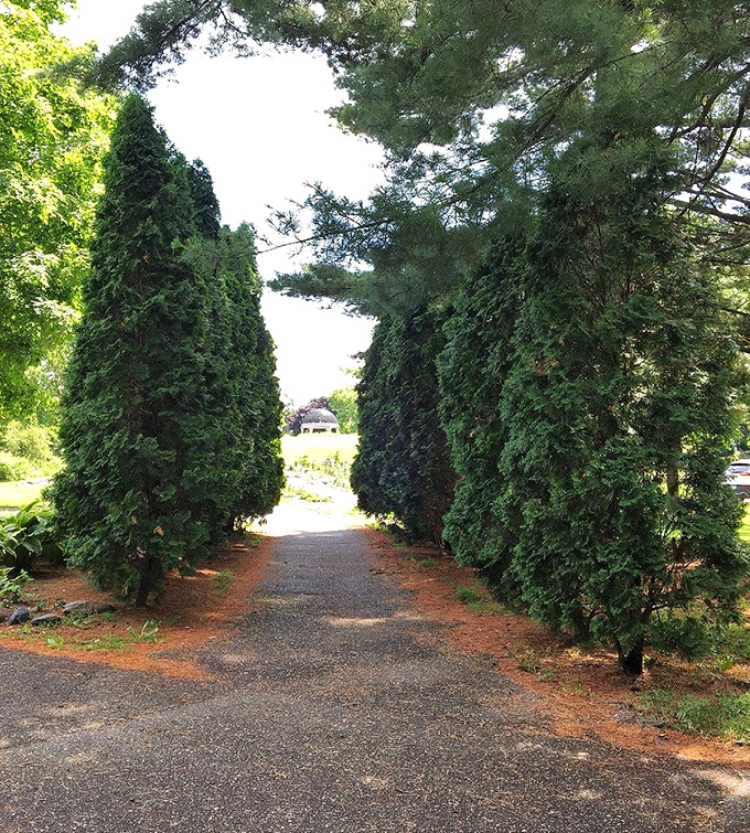 The guardians of tranquility: These towering pines create a natural cathedral, perfect for forest bathing or pretending you're in Narnia.