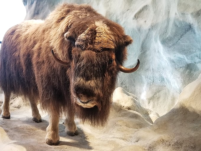 Talk about a bad hair day! This steppe bison looks like it just rolled out of bed after a 10,000-year nap.