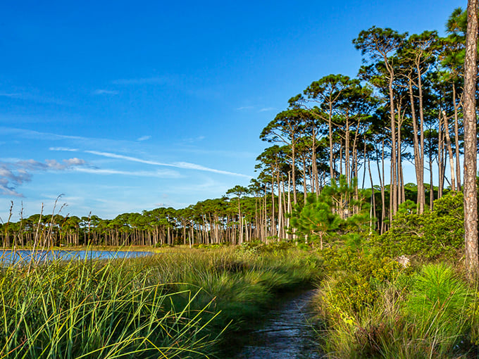 Pine sentinels stand guard: Towering trees frame a serene coastal lake, creating a scene Bob Ross would've loved to paint.