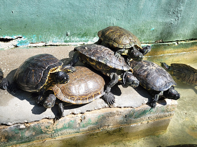 Shell we dance? These turtles are stacked like pancakes, soaking up the Florida sun in their own version of a reptilian beach party.