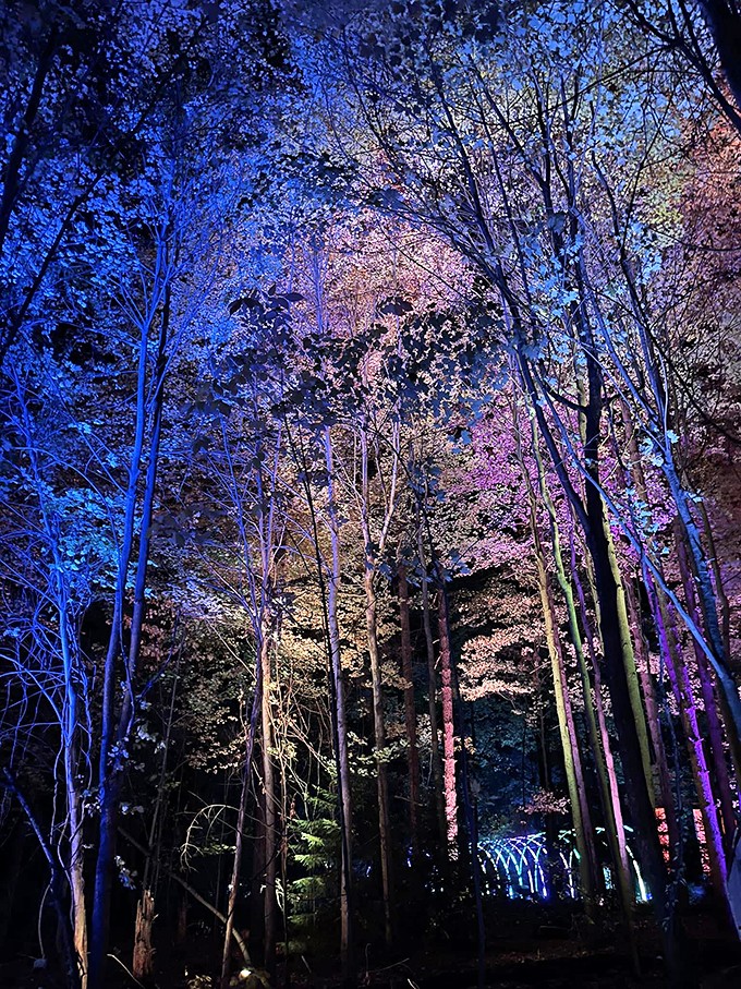 Mother Nature's disco party! These trees are dressed to impress, sporting their finest glow-in-the-dark couture.