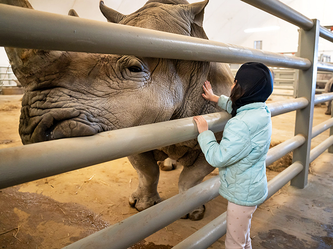 "Up close and personal with a not-so-little rhino. It's like Jurassic Park, but with better safety protocols!"