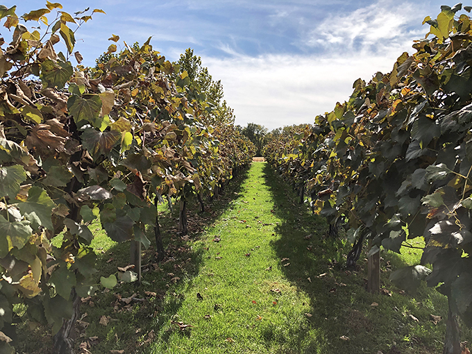 Rows of green promise stretch to the horizon. Here, Midwestern determination meets viticultural dreams, creating a landscape that's pure poetry in motion.