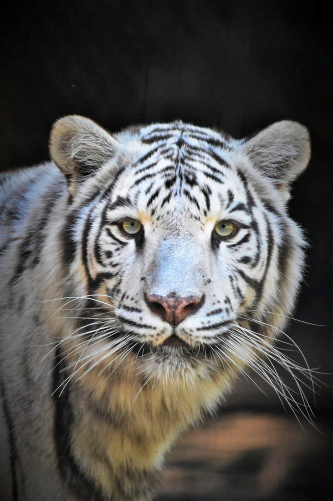 Eye of the tiger, indeed! This majestic white tiger's gaze could melt even the toughest desert rock.