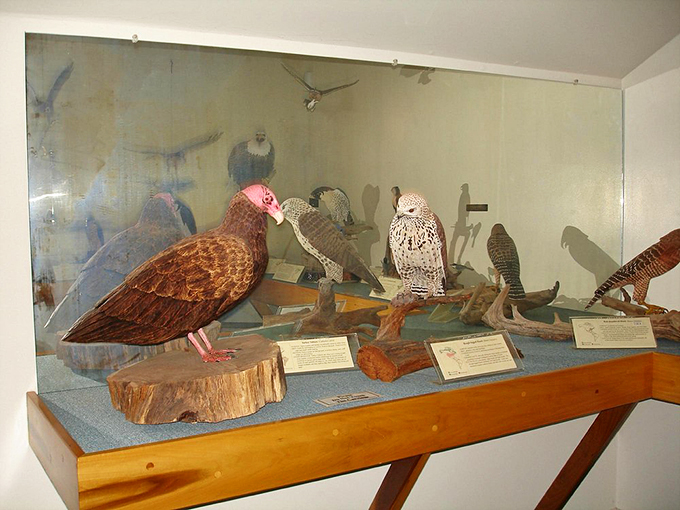 A masterclass in avian artistry, where birds of prey and their woodland neighbors share space in perfectly crafted harmony.