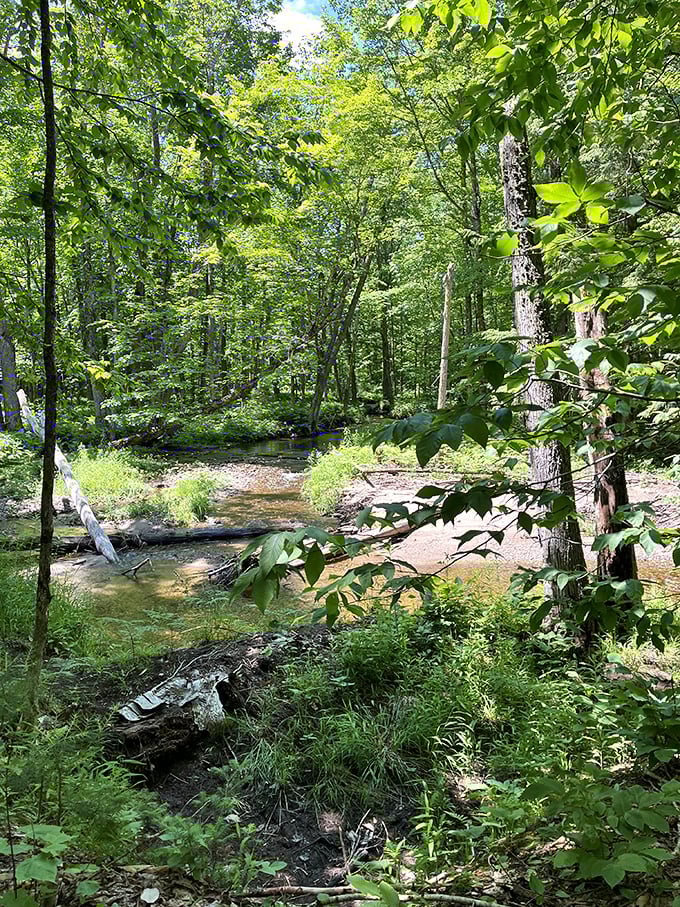 Forget the yellow brick road! This emerald path through the woods is where the real magic happens.