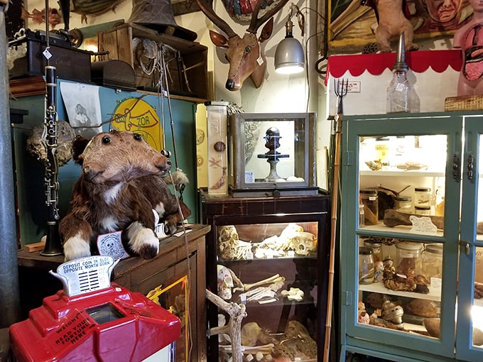 Skulls and bones and things unknown—oh my! This corner could be a set piece from "The Addams Family," but with more scientific flair.