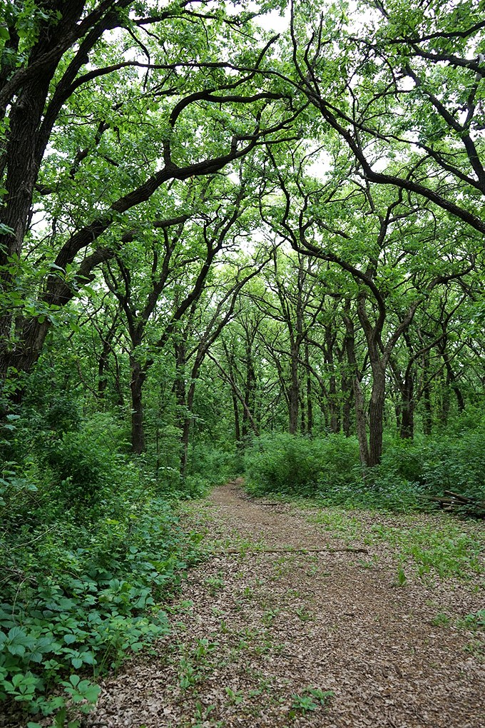 Step into nature's cathedral, where sunlight filters through leafy arches. This trail is the red carpet of the forest, minus the paparazzi.