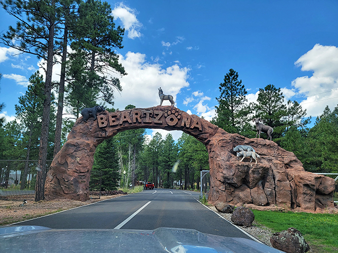 Bears, oh my! At Bearizona, you're the one in the cage (aka your car) as you cruise through this wild drive-thru adventure.
