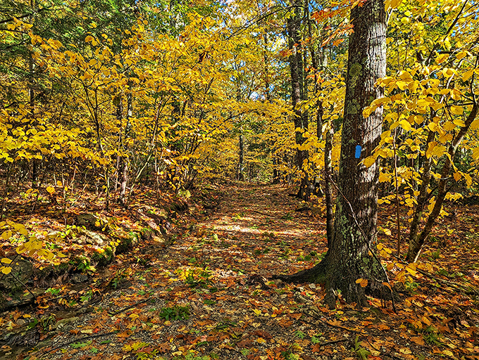 Fall foliage fireworks at Bradbury Mountain. Nature's own light show, no 3D glasses required.