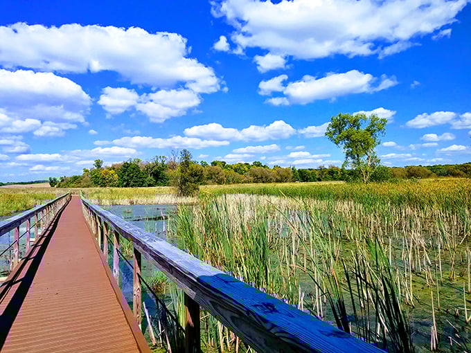 Horicon Marsh: Nature's ultimate bird party. It's like Twitter for waterfowl, but with more actual tweeting.