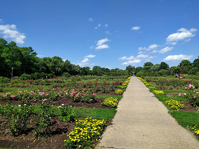 Rose-tinted spectacles not required! This garden's blooms paint the world in shades of romance and wonder.