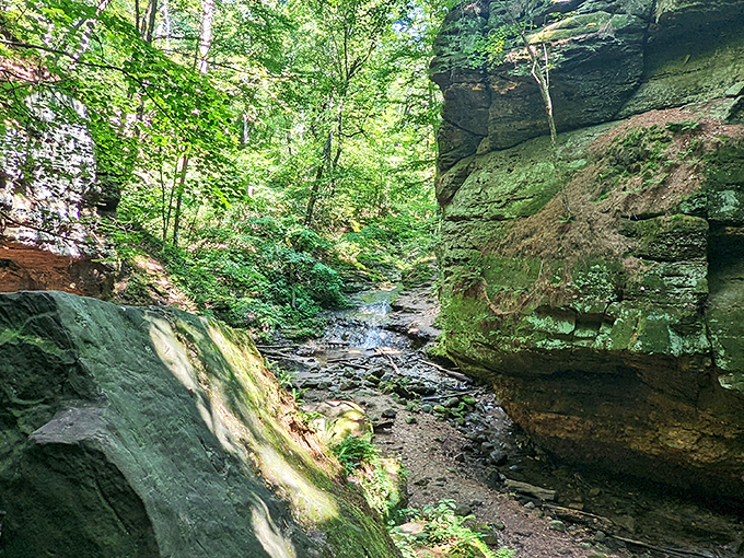 Step into a fairy tale! This hidden gorge is where ferns meet fantasy in a geological wonderland.
