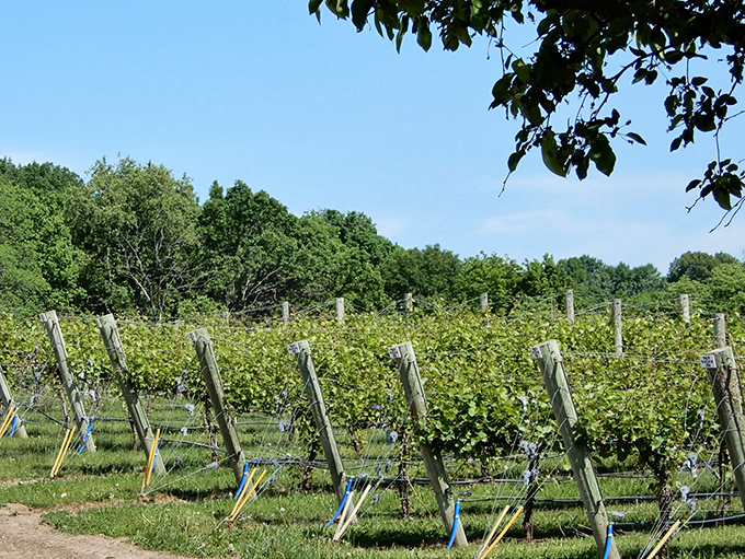 Forget the yellow brick road &ndash; follow the grapevines to this Kasota castle of craft beverages.