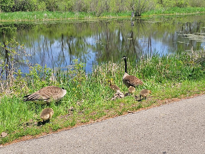 Stroll Horicon's boardwalk: It's the catwalk of the marsh world. Watch those herons strut their stuff!