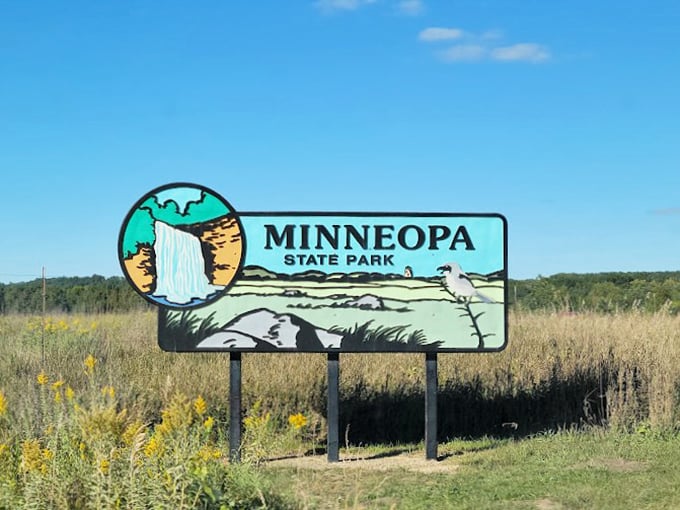 No need to head west for buffalo - just follow the road to Minneopa's resident shaggy giants.