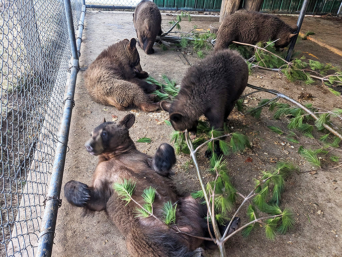 Bear right at the next exit! These furry residents are the stars of this backroad attraction.