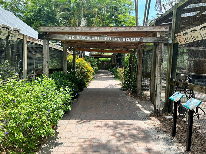 Winged wonders and second chances. It's like an avian version of 'The Comeback Kid'.