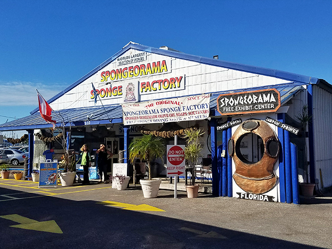 Dive into the world of aquatic scrubbers. You'll develop a newfound respect for SpongeBob's resilience after visiting this sponge sanctuary.