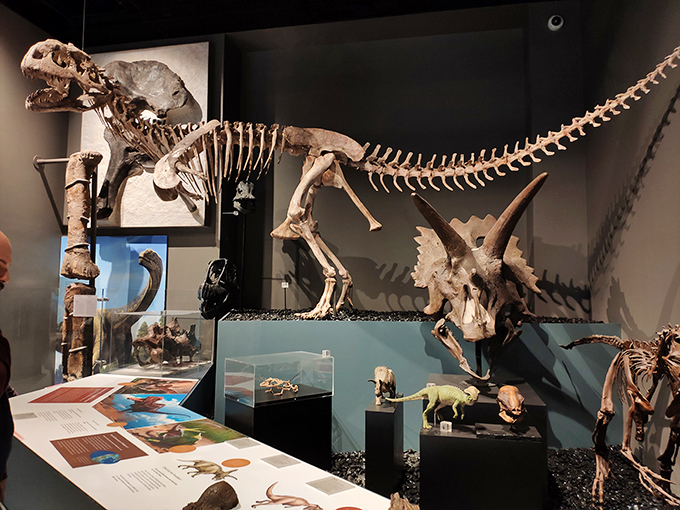 Fossils and fun, oh my! Dive into a prehistoric playground where dinosaurs rule and learning feels like an adventure.