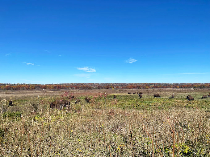 Move over, Yellowstone! These majestic beasts are bringing the Wild West to the Midwest. No cowboy hat required.