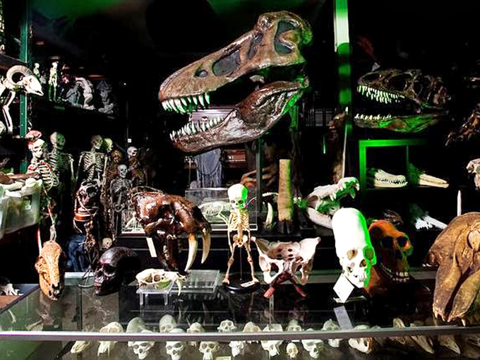 Jurassic Park meets Night at the Museum in this prehistoric playground. T-Rex is all smiles, but I wouldn't turn my back on him!