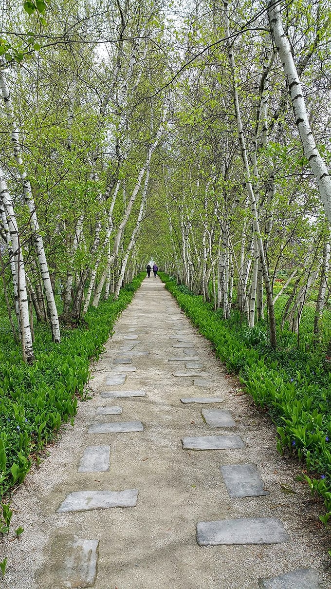 "A birch-lined path to Narnia?" This enchanting walkway, flanked by graceful white trunks, invites visitors to step into a world of wonder and whimsy.