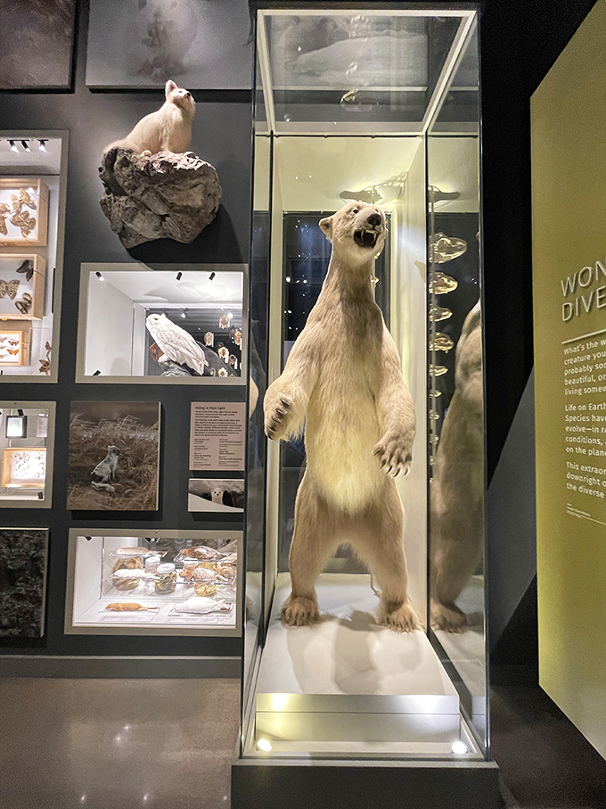 "I'm ready for my close-up, Mr. DeMille!" This polar bear exhibit is so lifelike, you'll want to offer it a Coca-Cola.