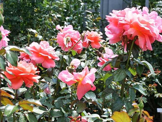 Roses are red, violets are blue, but these pink beauties steal the show &ndash; sorry, Shakespeare, we're updating the classics here!