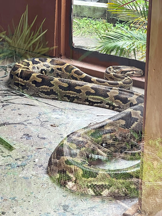 Slither into style! This python's lounging like it's auditioning for a Florida-themed remake of "The Jungle Book."