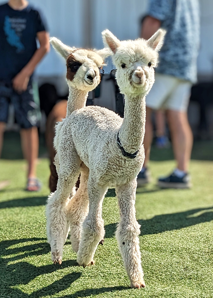Double trouble never looked so adorable. These cria are like walking cotton candy with legs &ndash; sweet and irresistible! 